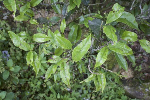 Phoenix single bush, the most complex oolong teas? – Nannuoshan